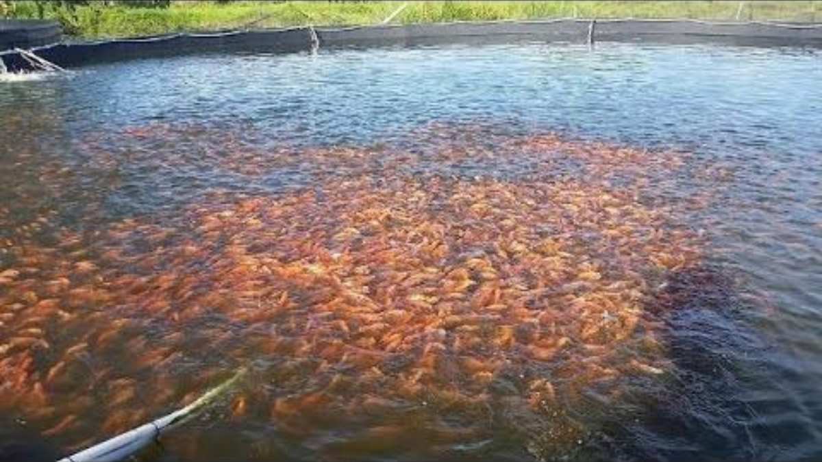 Lo que debes saber de las piscifactorías