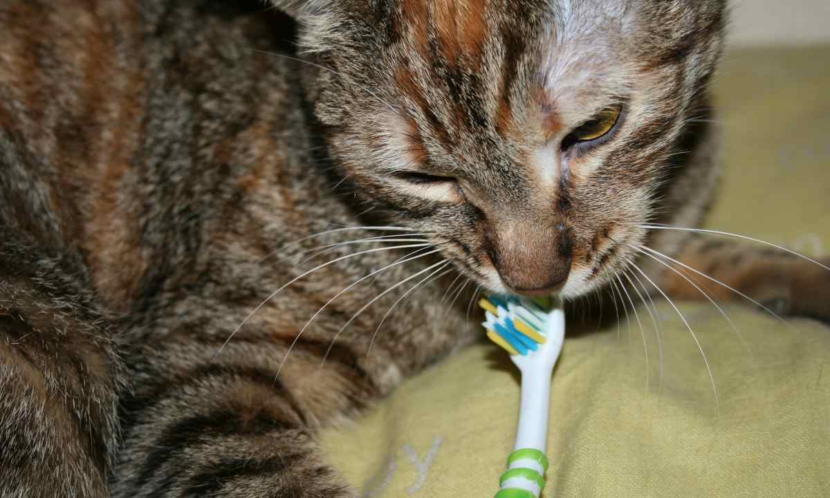 ¿Cómo enseñar a tu gato a estar limpio?