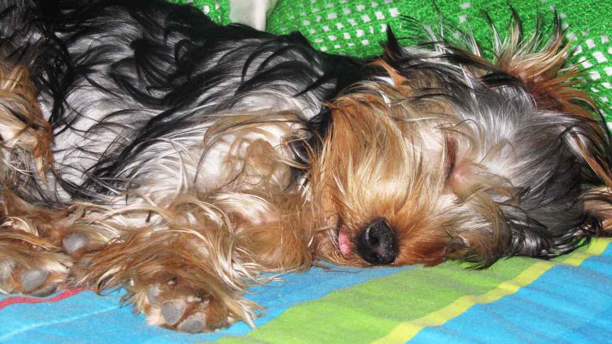 Tratamiento de la neumonía en tu perro