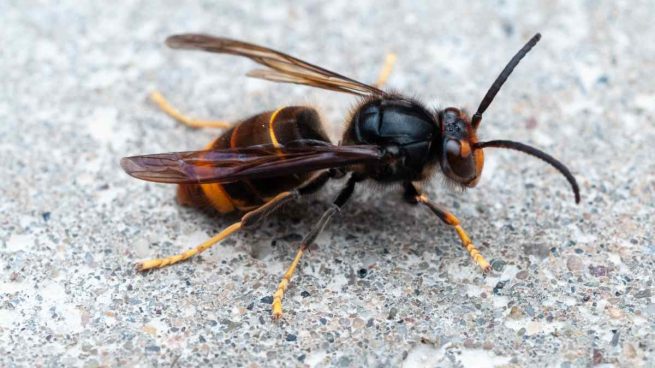 ¿Conoces los peligros de la avispa asiática?