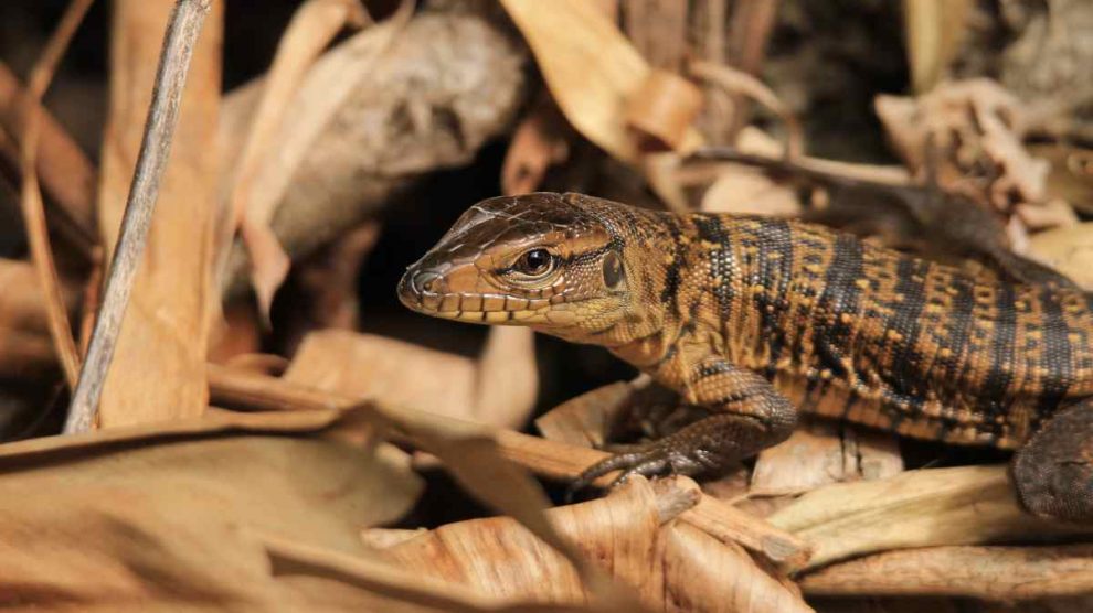 ¿Qué sabes sobre el lagarto tegu? ¿Qué sabes sobre el lagarto tegu?