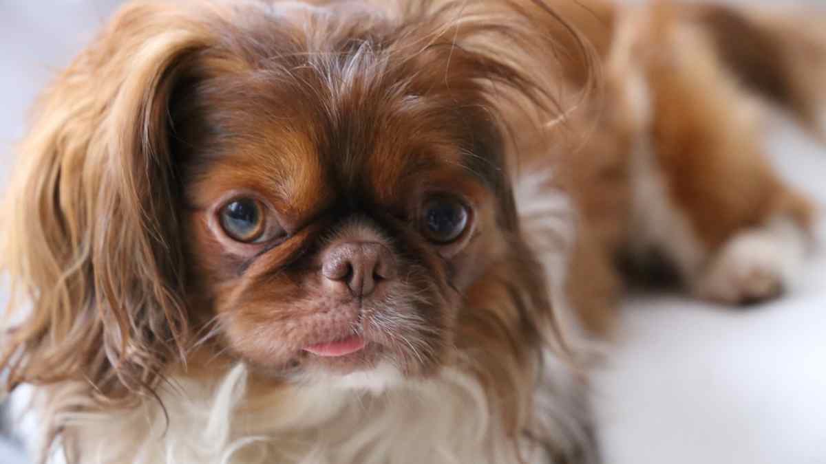 Tipos de cortes de pelo para un perro pequinés