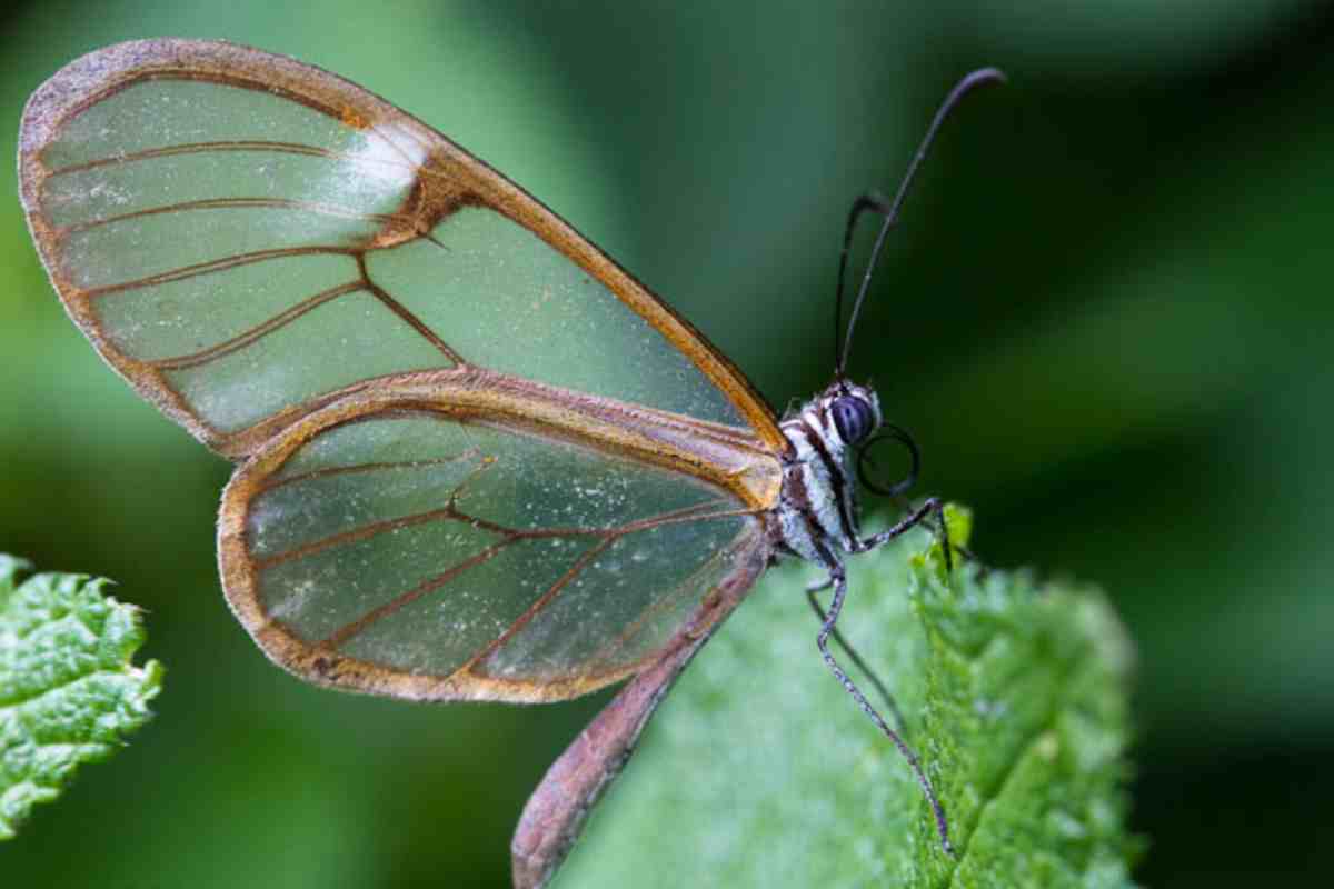 ¿Has oído hablar de la mariposa de cristal? ¿Has oído hablar de la mariposa de cristal?