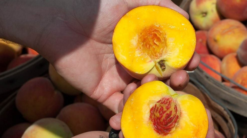 Melocotón de Calanda: septiembre abre la temporada del melocotón aragonés