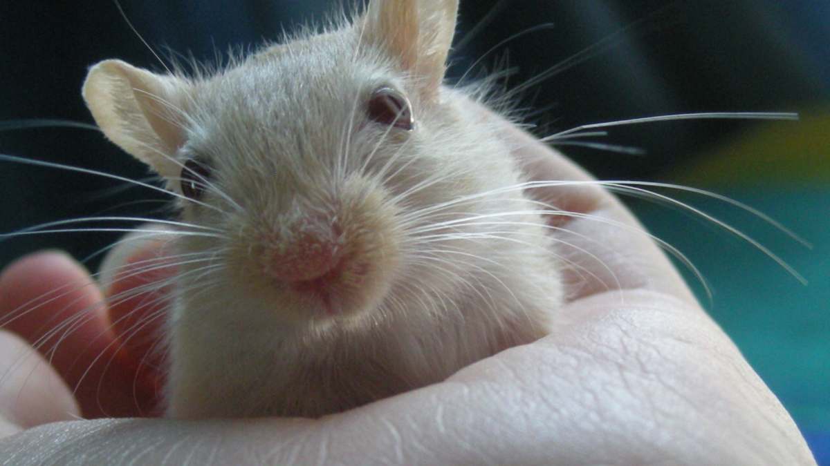 Los cuidados que necesita un jerbo como mascota