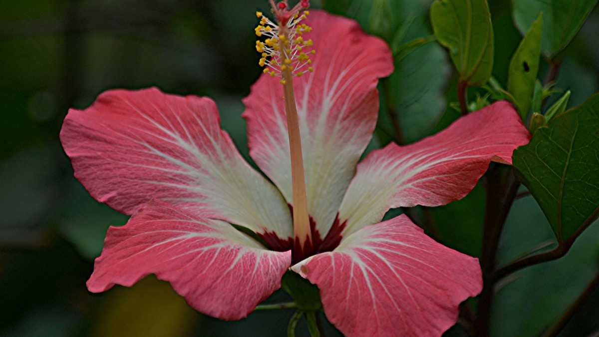 Receta de Aliño y salsa de flor de Jamaica