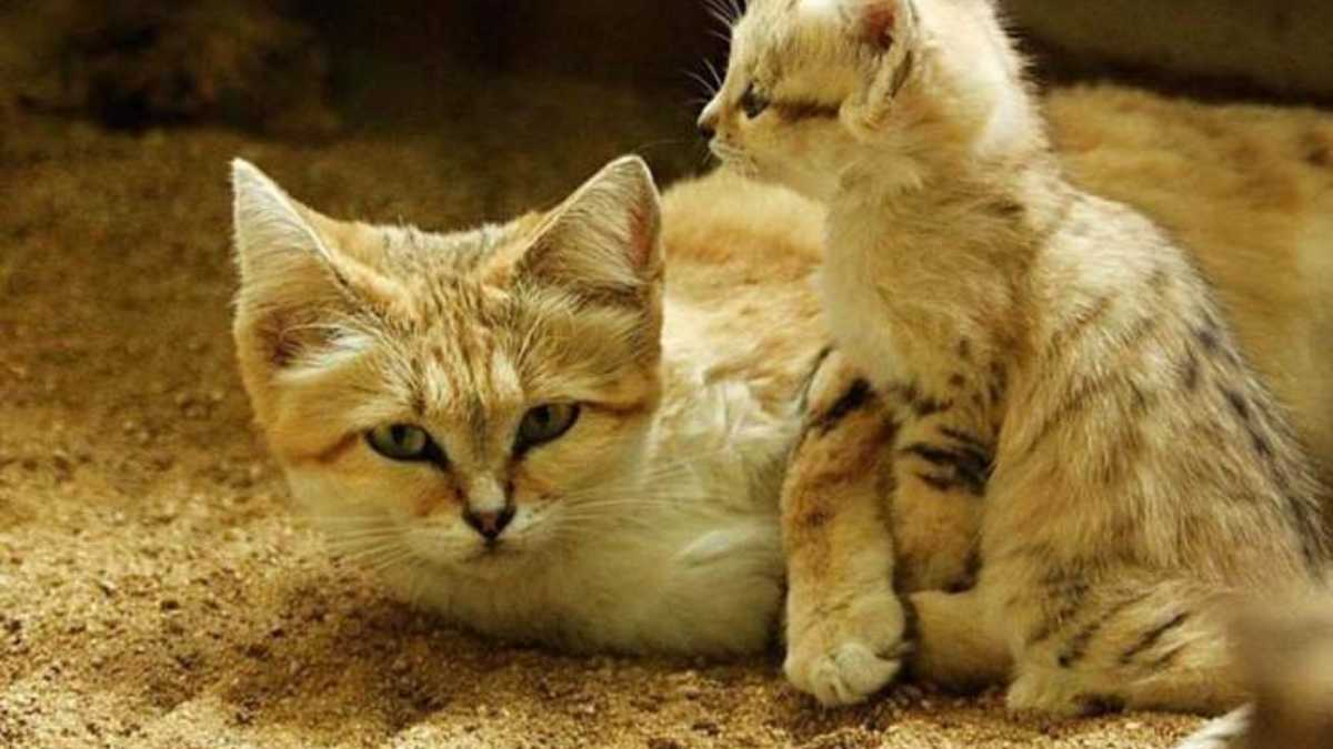 ¿Qué sabes sobre el gato de las arenas?