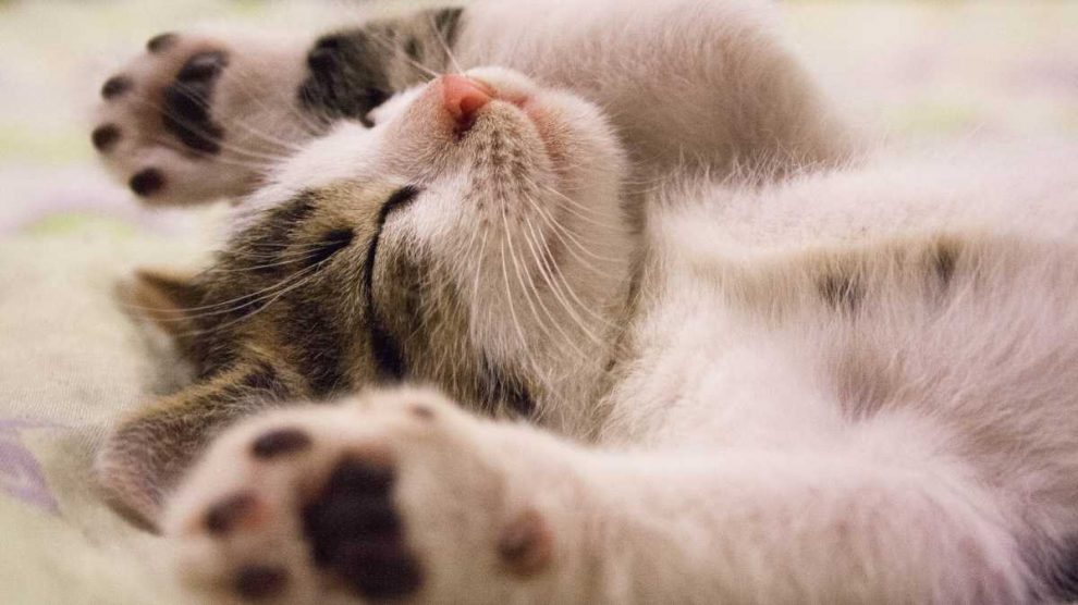 ¿Cómo saber si un gato tiene hambre?