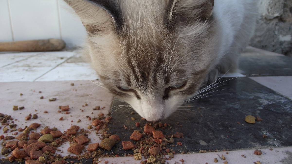 La manera más saludable de darle la comida al gato