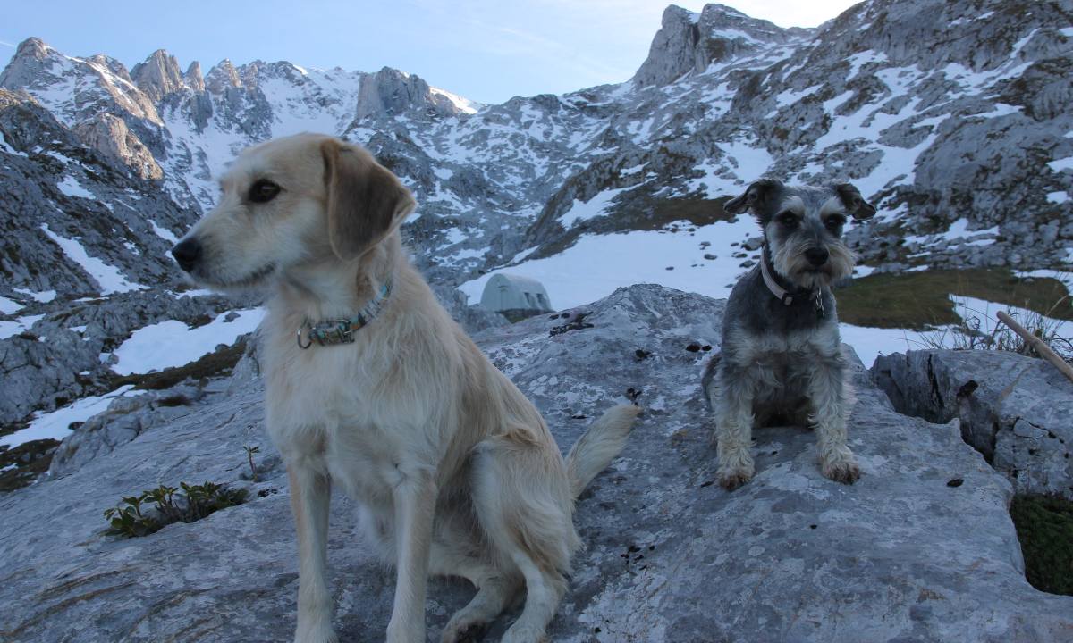 El vértigo en tu perro