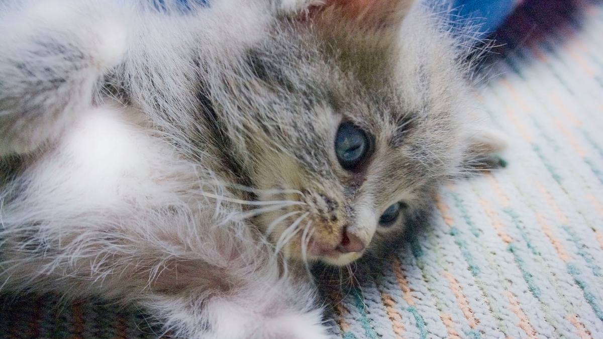 Riesgos de infarto en los gatos