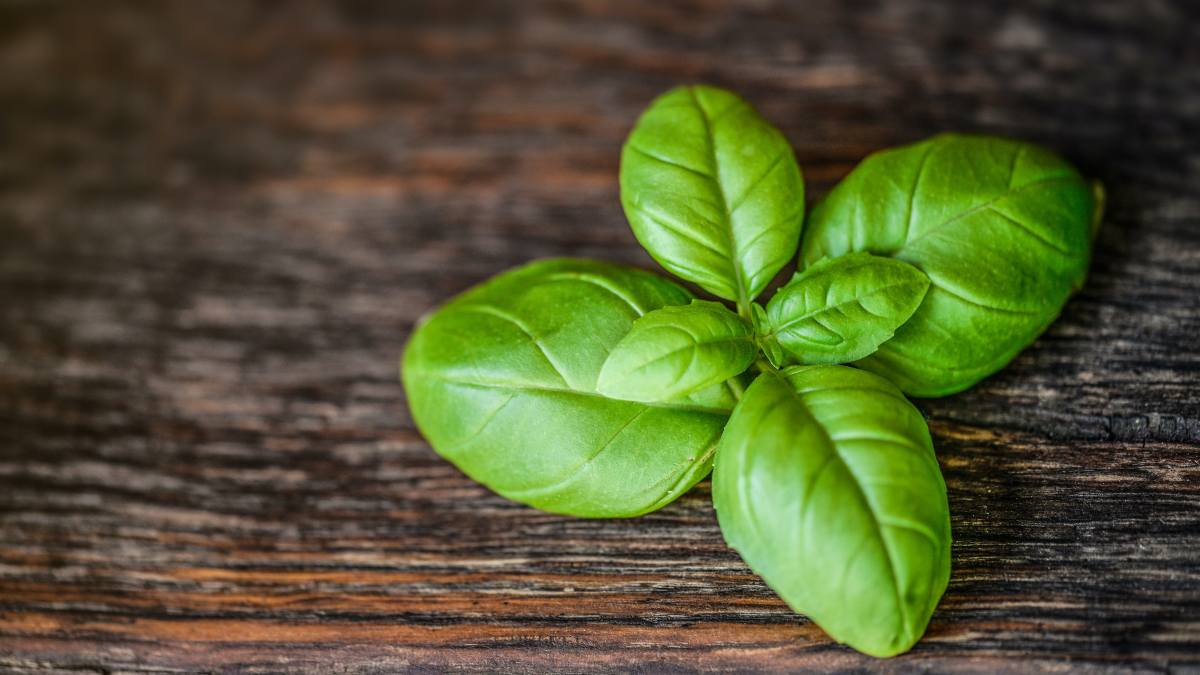 Receta de Vinagreta de albahaca y limón