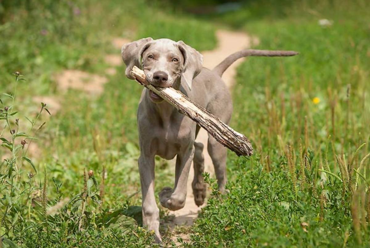 Razas de perros: weimaraner