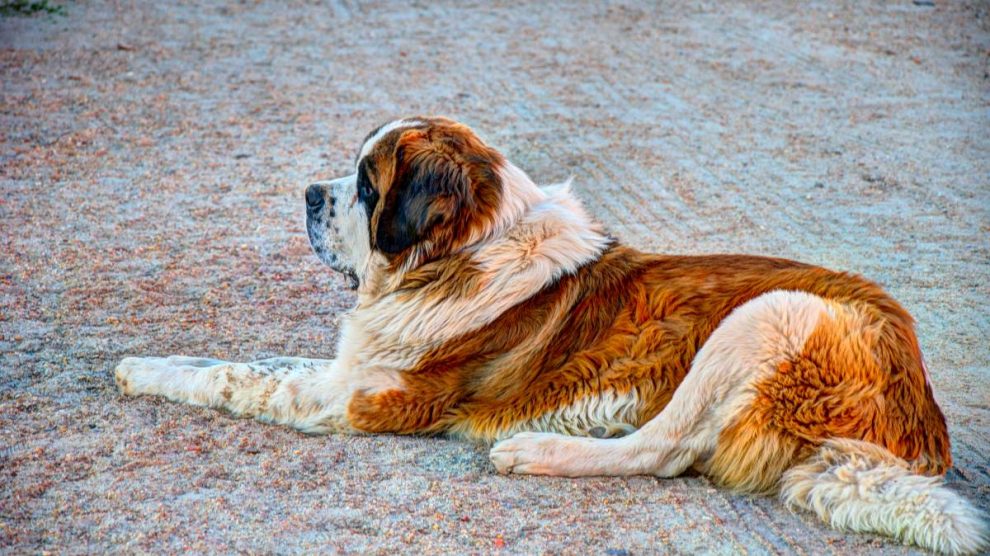 Variedades de la raza de perro mastín