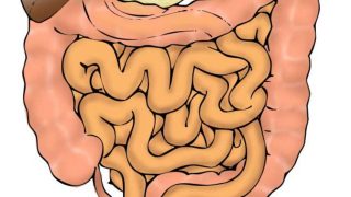 ¿Cómo se producen los jugos gástricos?