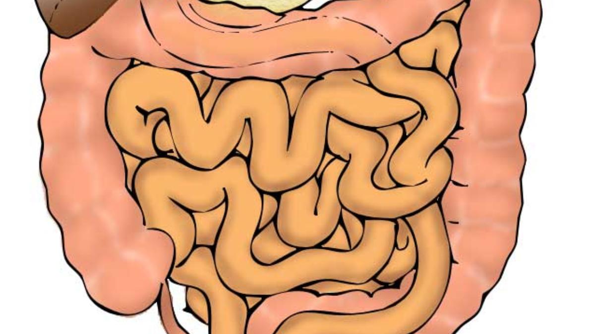 ¿Cómo se producen los jugos gástricos?