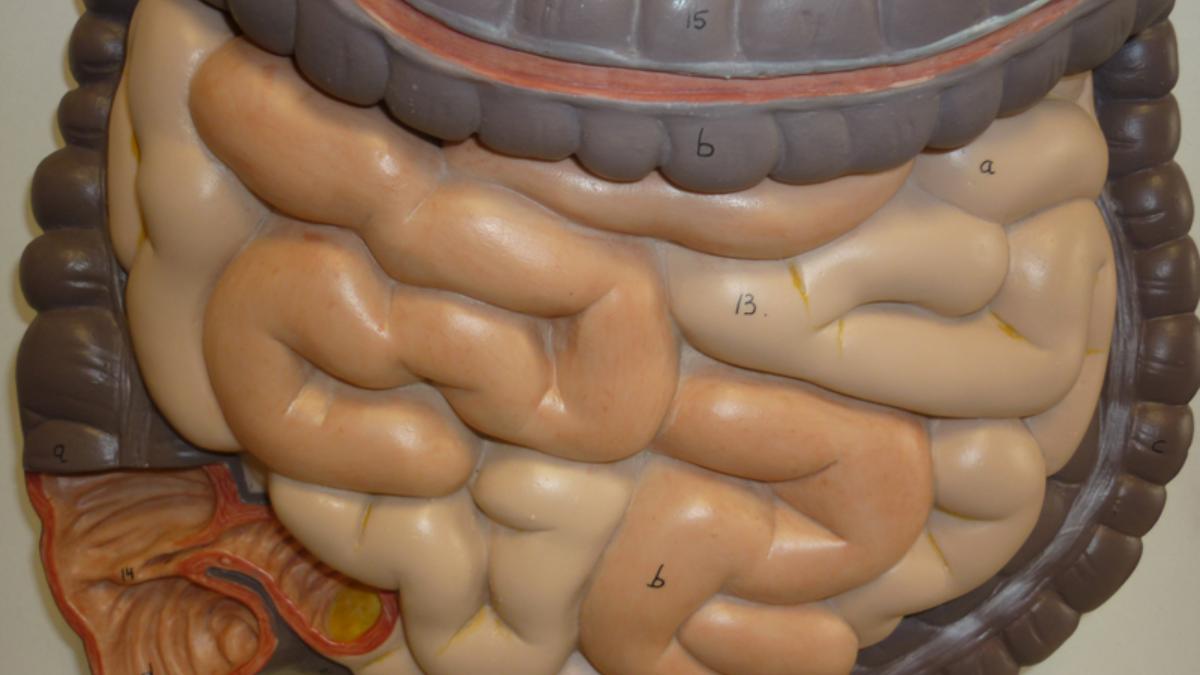Mide tu GTT: tus tiempos de tránsito intestinal revelan tu estado de salud