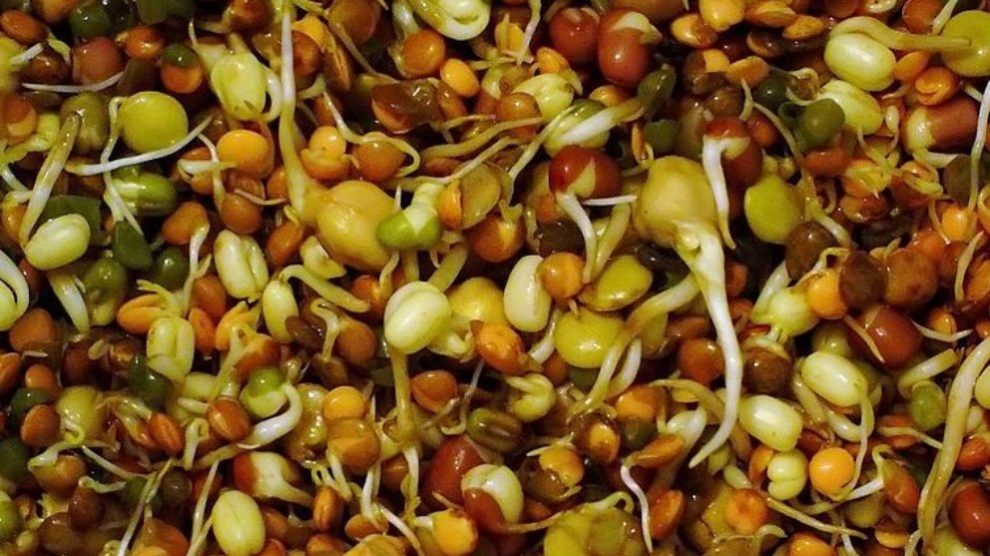 Brotes de soja: versatilidad y nutrición en la cocina