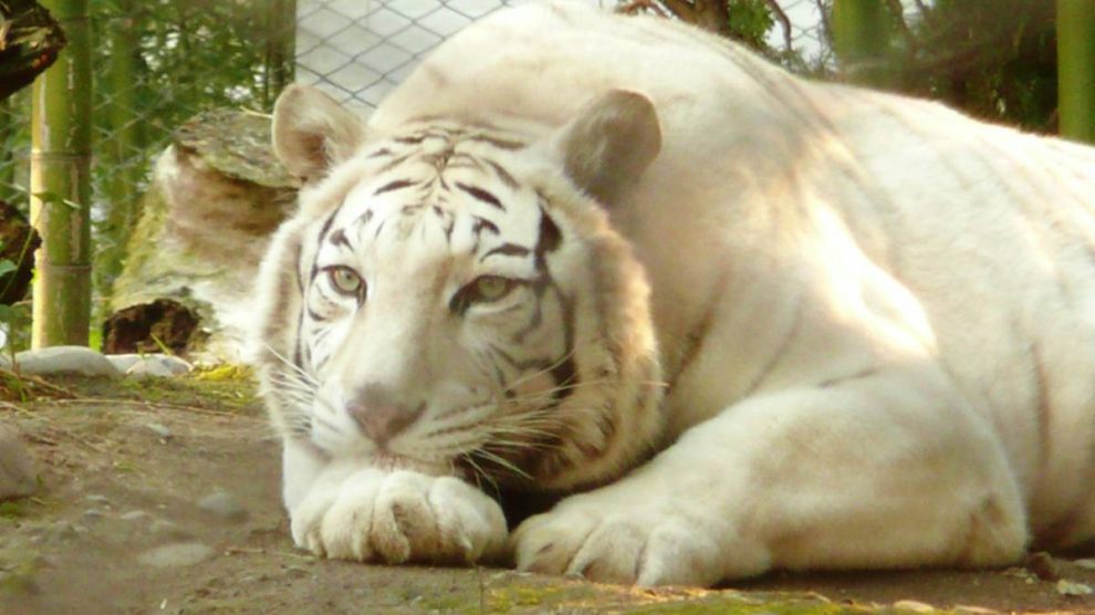 Ligre: cuántos existen en el mundo