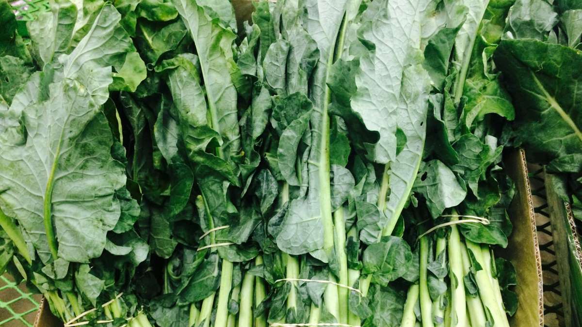 Cómo cosechar acelgas