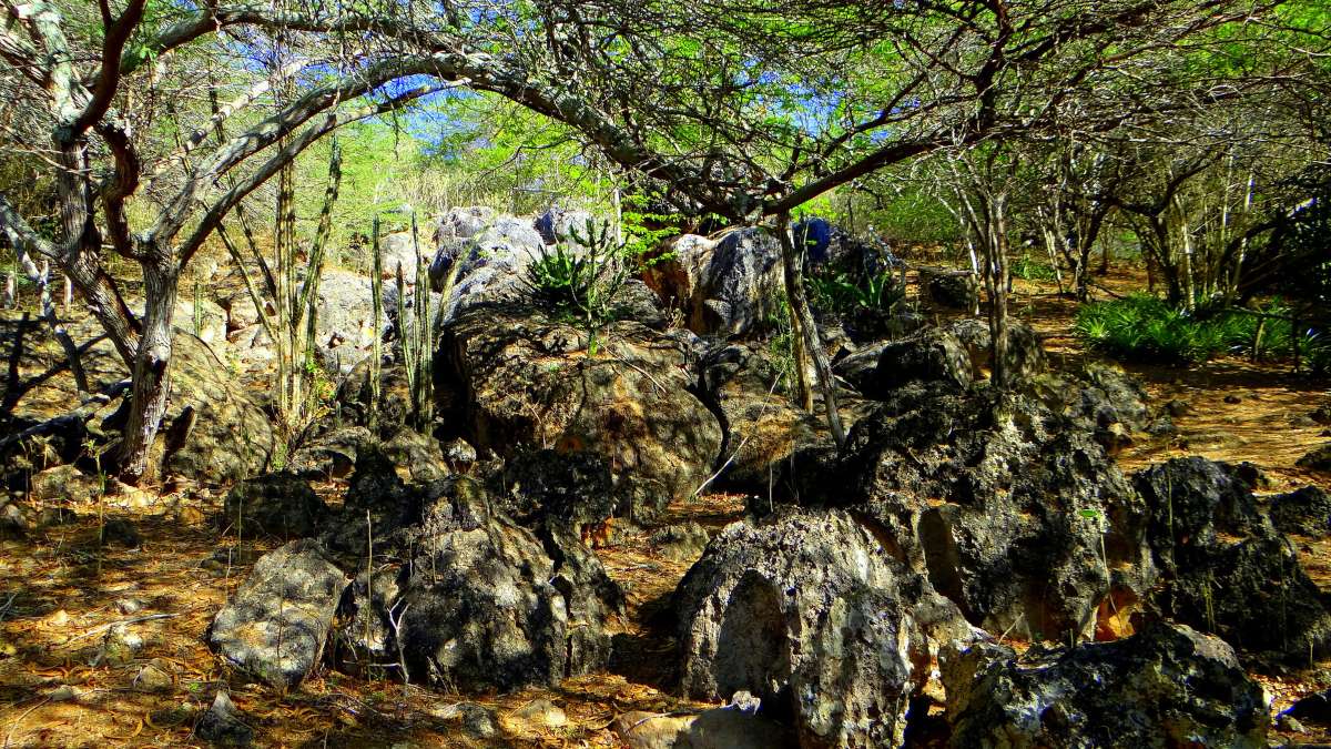 jardines - Últimas noticias de jardines en okdiario.com