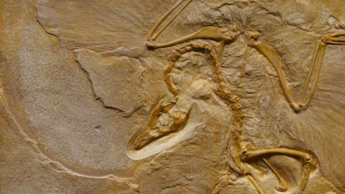 Embriones de los animales prehistóricos
