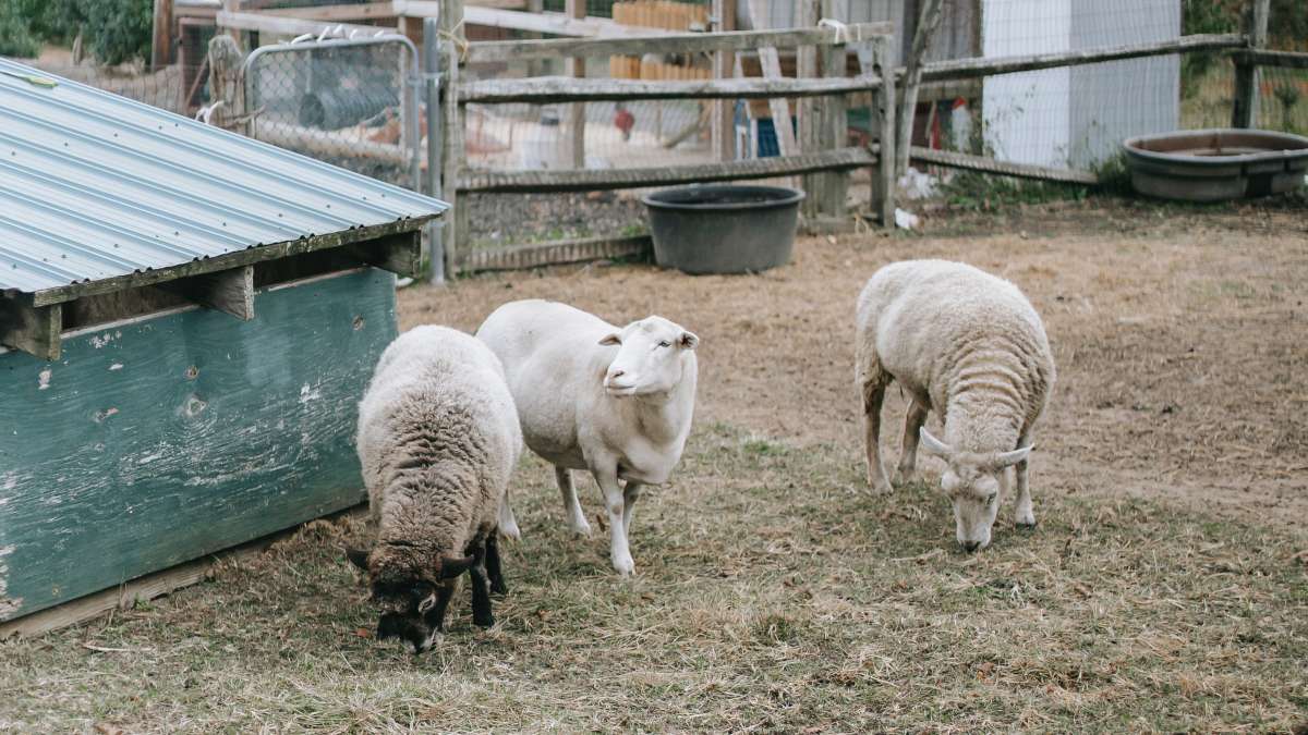 Cómo tratar la mastitis en ovejas y cabras