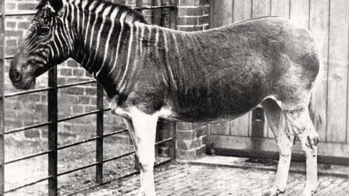 Un curioso cruce: el cebrallo