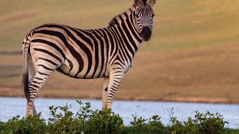 Un curioso cruce: el cebrallo