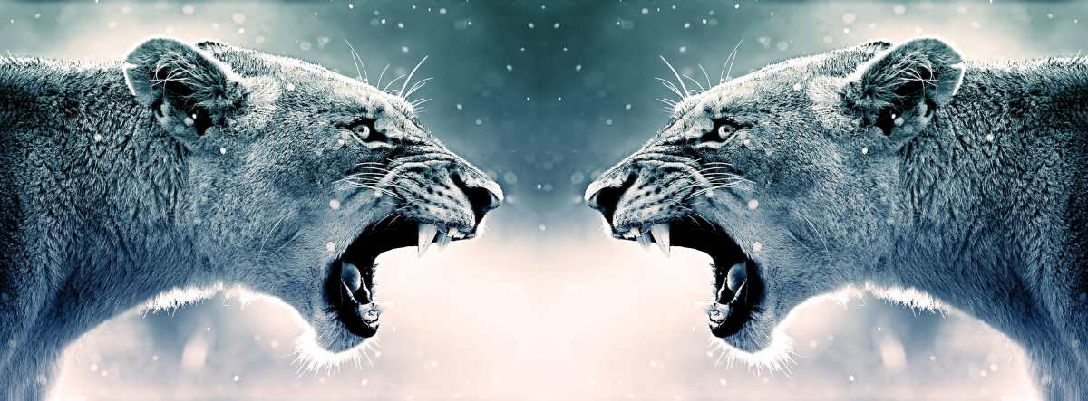 Comportamiento agonístico en animales, ¿qué es?