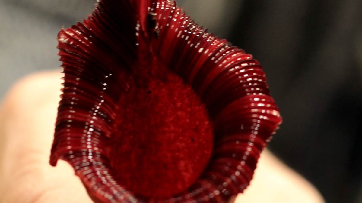 ¿Conoces la planta jarra tropical?