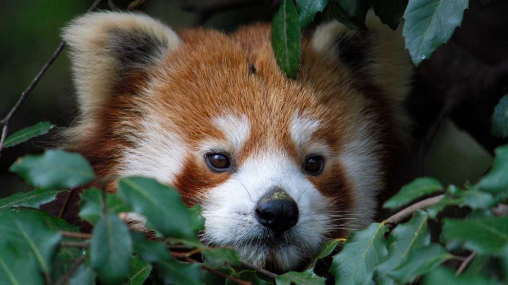 ¿Cómo es el panda rojo?
