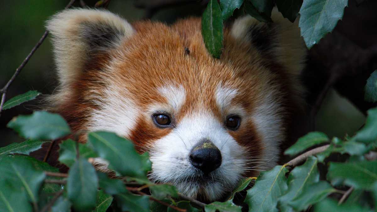 ¿Cómo es el panda rojo?