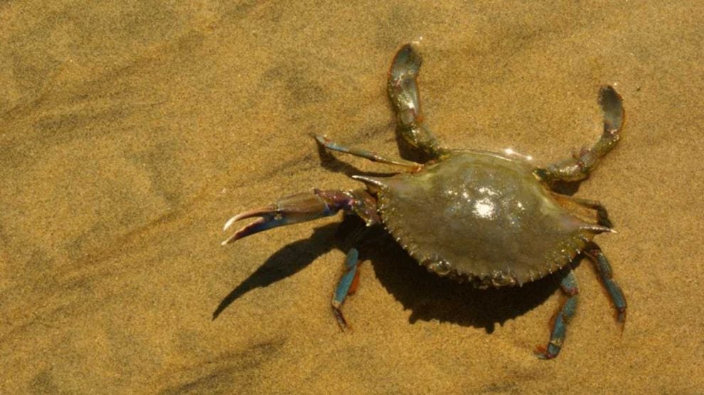 Receta de Ceviche de jaiba