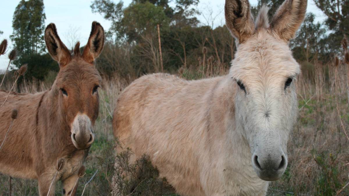 Ventajas de tener a un burro como mascota, y cómo cuidarlo