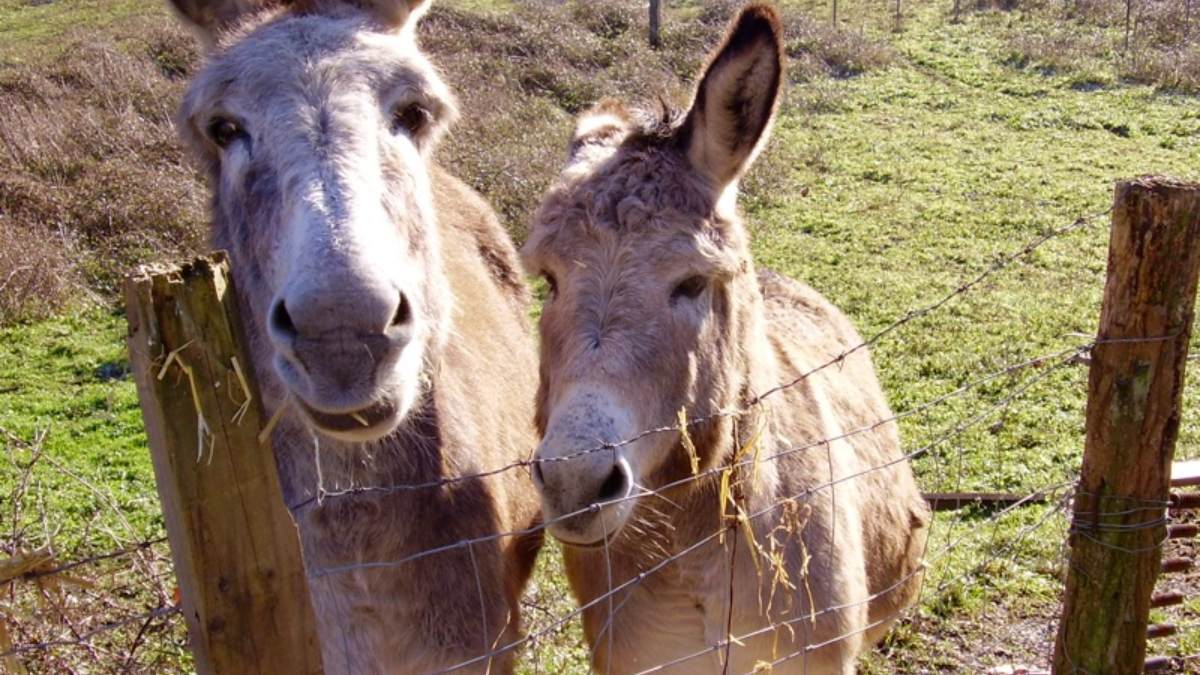Ventajas de tener a un burro como mascota, y cómo cuidarlo