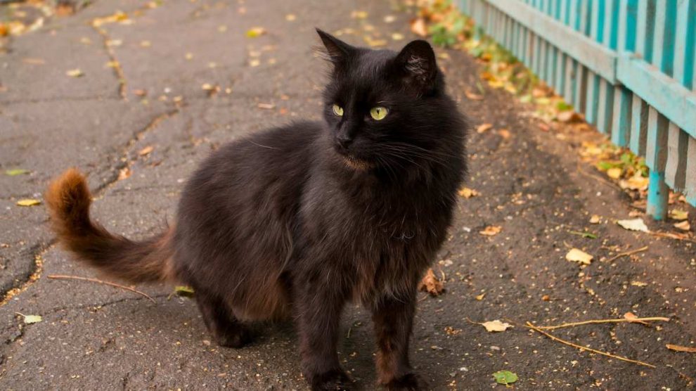 ¿por Qué Tu Gato Quiere Escaparse De Casa
