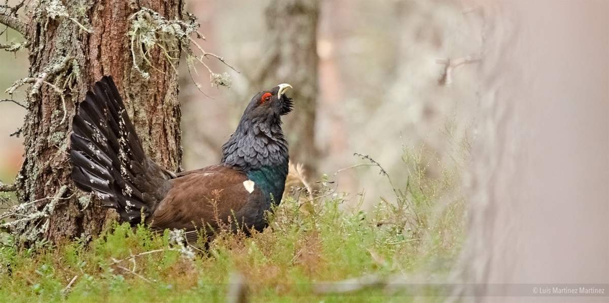 ¿Dónde vive el urogallo en España?
