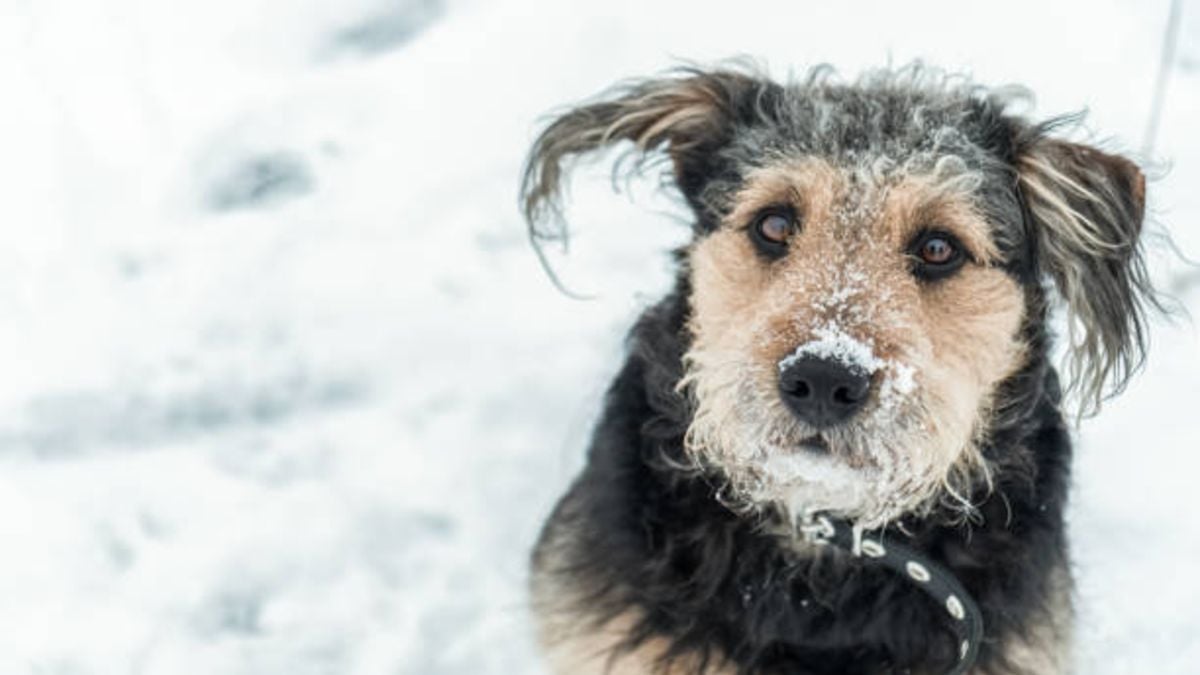 Cómo saber si mi perro soporta el frío y consejos para pasearlo en invierno