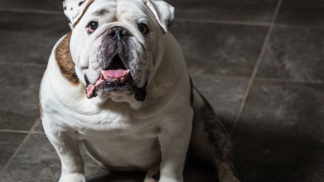 El mejor tratamiento para tu perro con sobrepeso