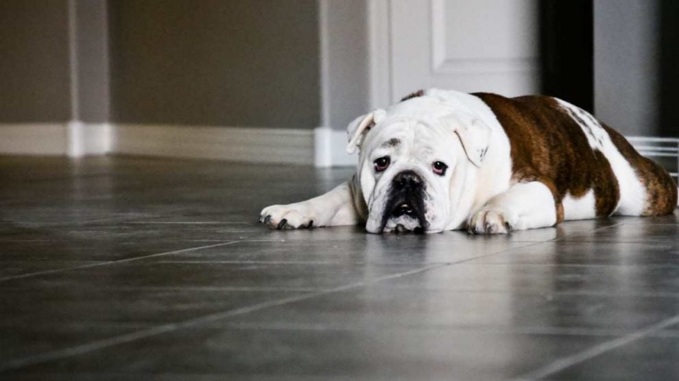 El mejor tratamiento para tu perro con sobrepeso