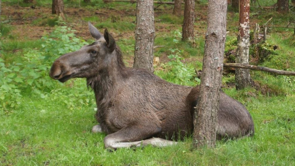 Alce: características y tipos