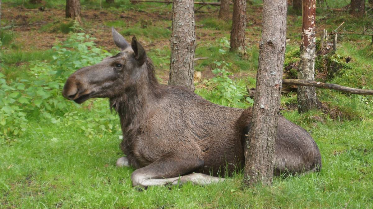 Alce: características y tipos