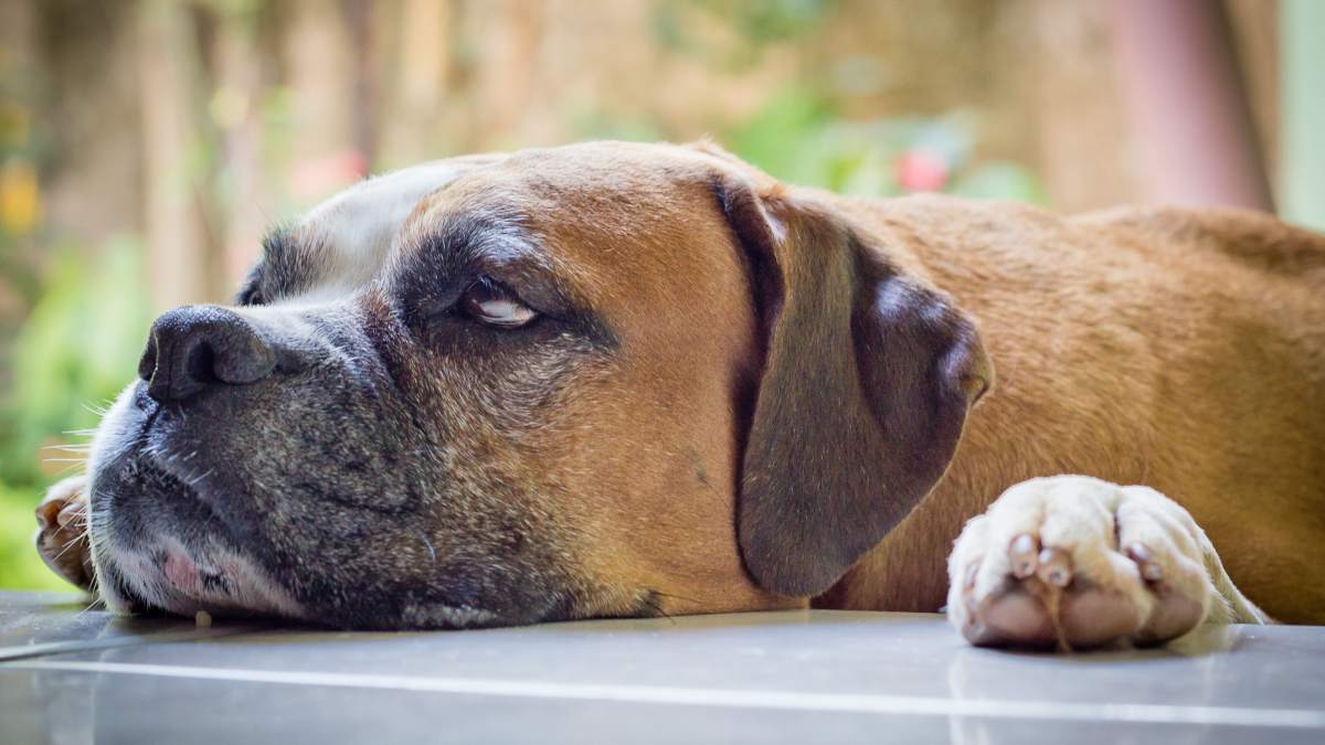 Meditación con mascotas: una nueva práctica de moda