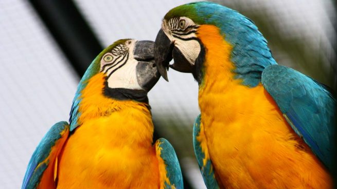 Las 5 aves más inteligentes que puedes tener como mascotas