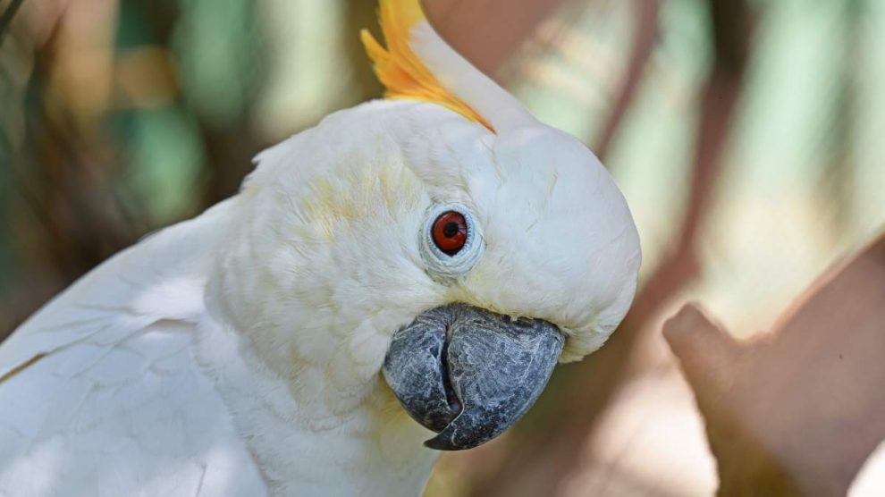 Las 5 aves más inteligentes que puedes tener como mascotas