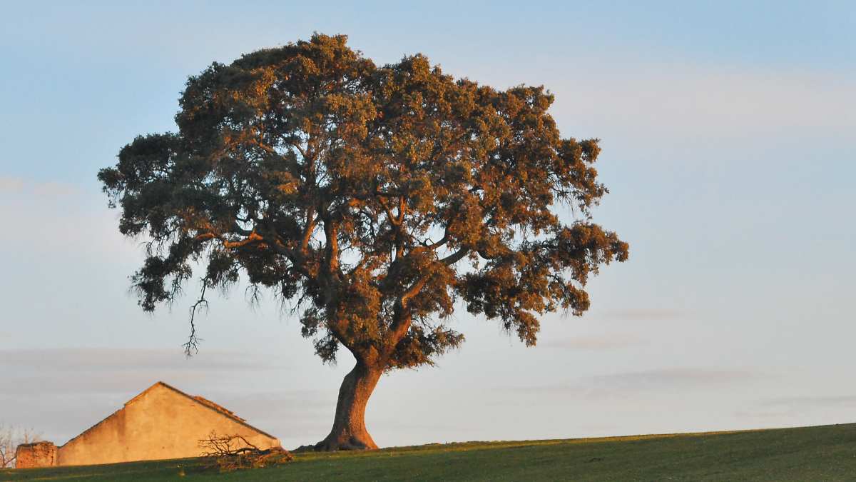 🥇 Tipos de árboles en España y sus características | TUBAZO