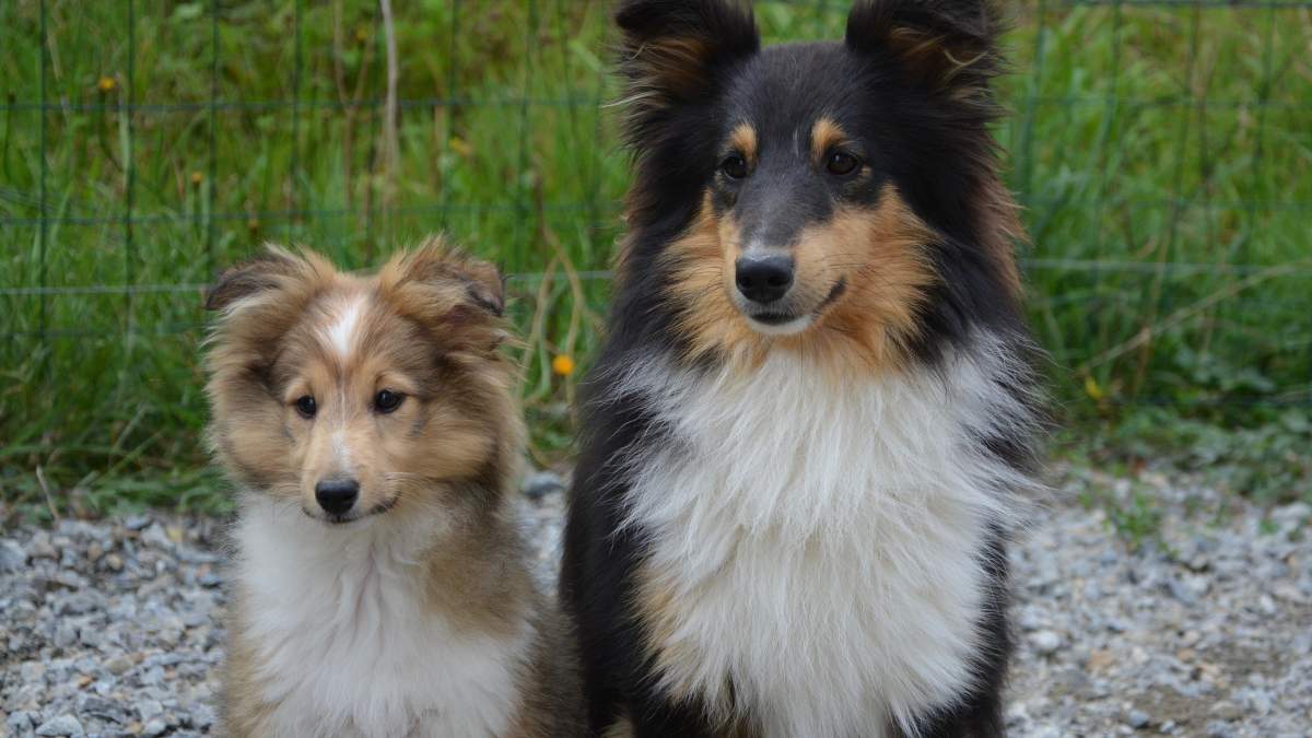 ¿Adoptarás uno más? Determina la compatibilidad entre los perros