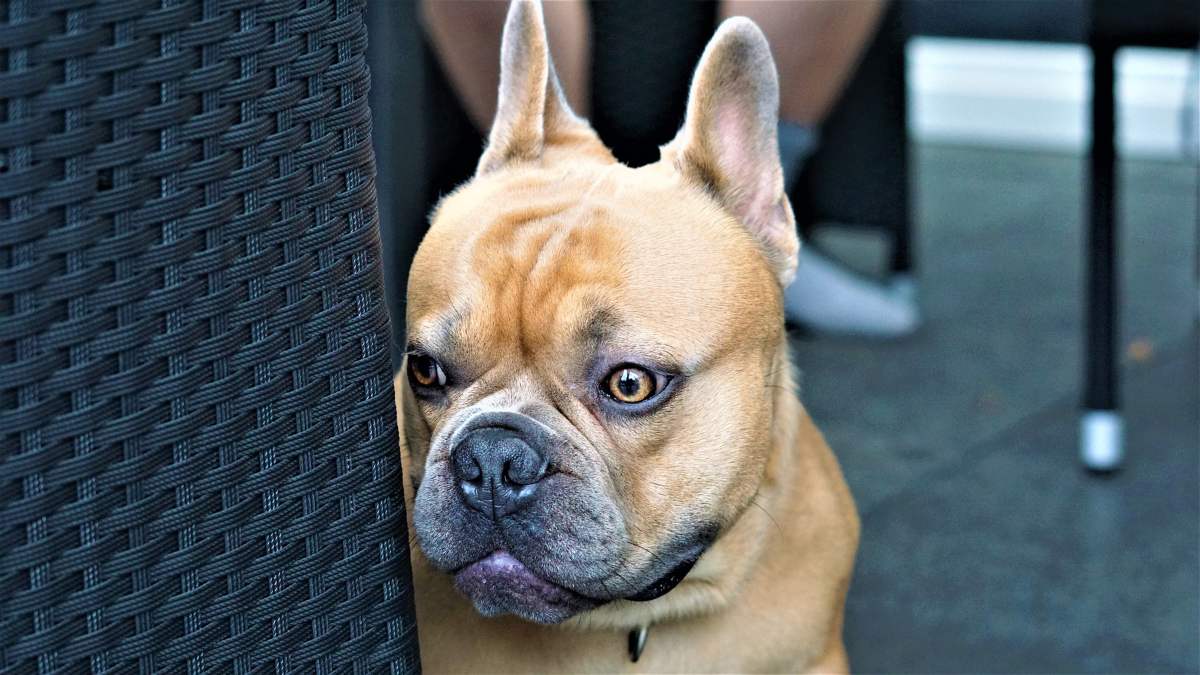 10 fobias y miedos comunes en perros y cachorros