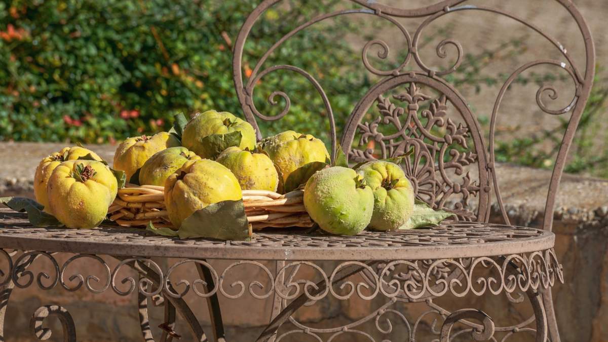 Membrillo sus beneficios desconocidos y propiedades de esta fruta